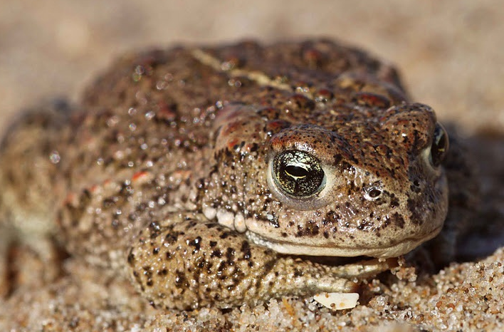 Natterjack toads – rare native to National Parks - Campaign for ...