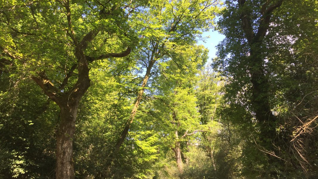 New Forest National Park - Campaign for National Parks