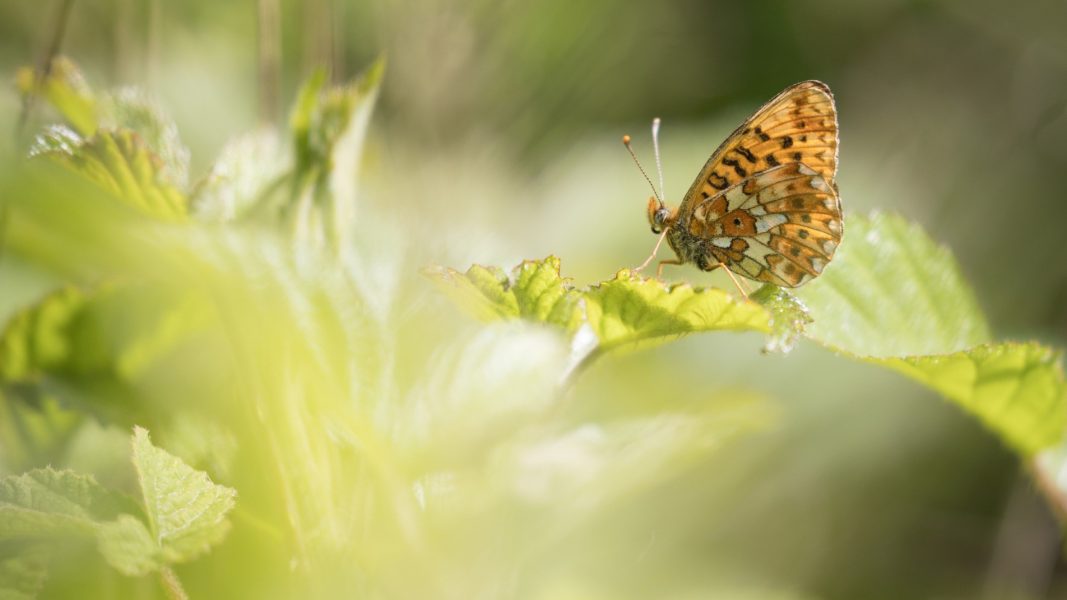 Save National Parks for nature - Campaign for National Parks