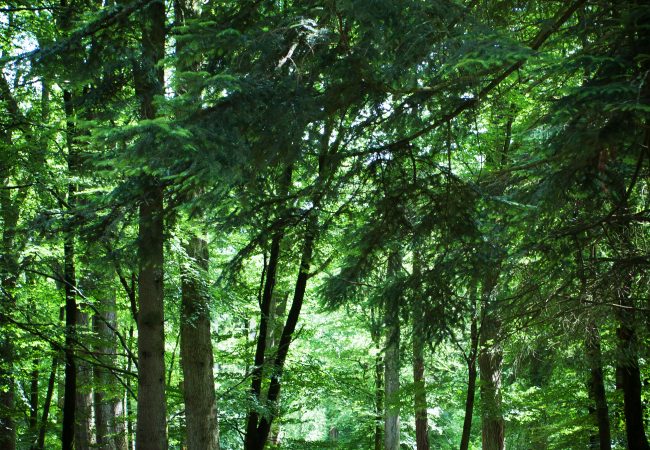New Forest National Park - Campaign for National Parks